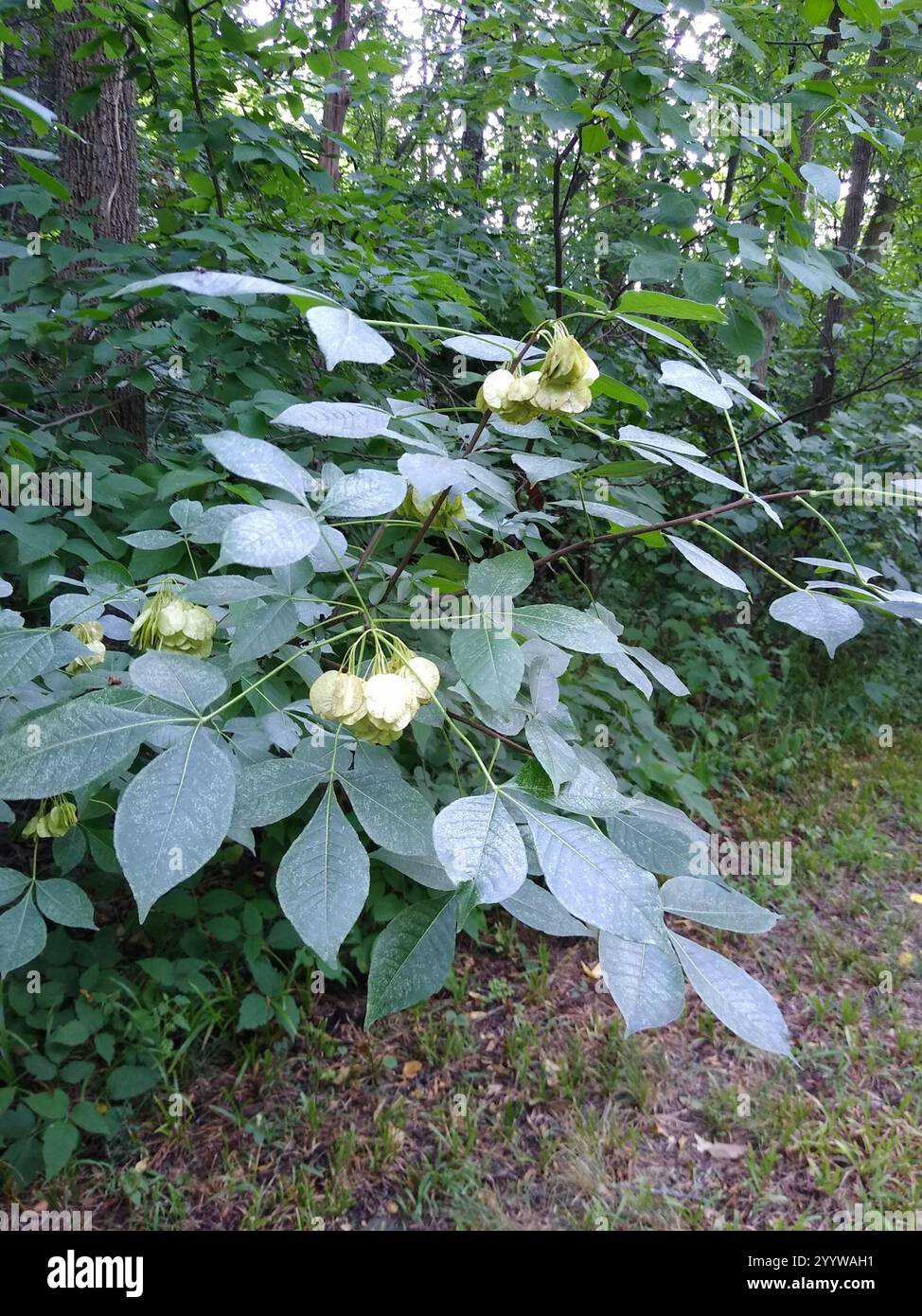 common hoptree (Ptelea trifoliata Stock Photo - Alamy