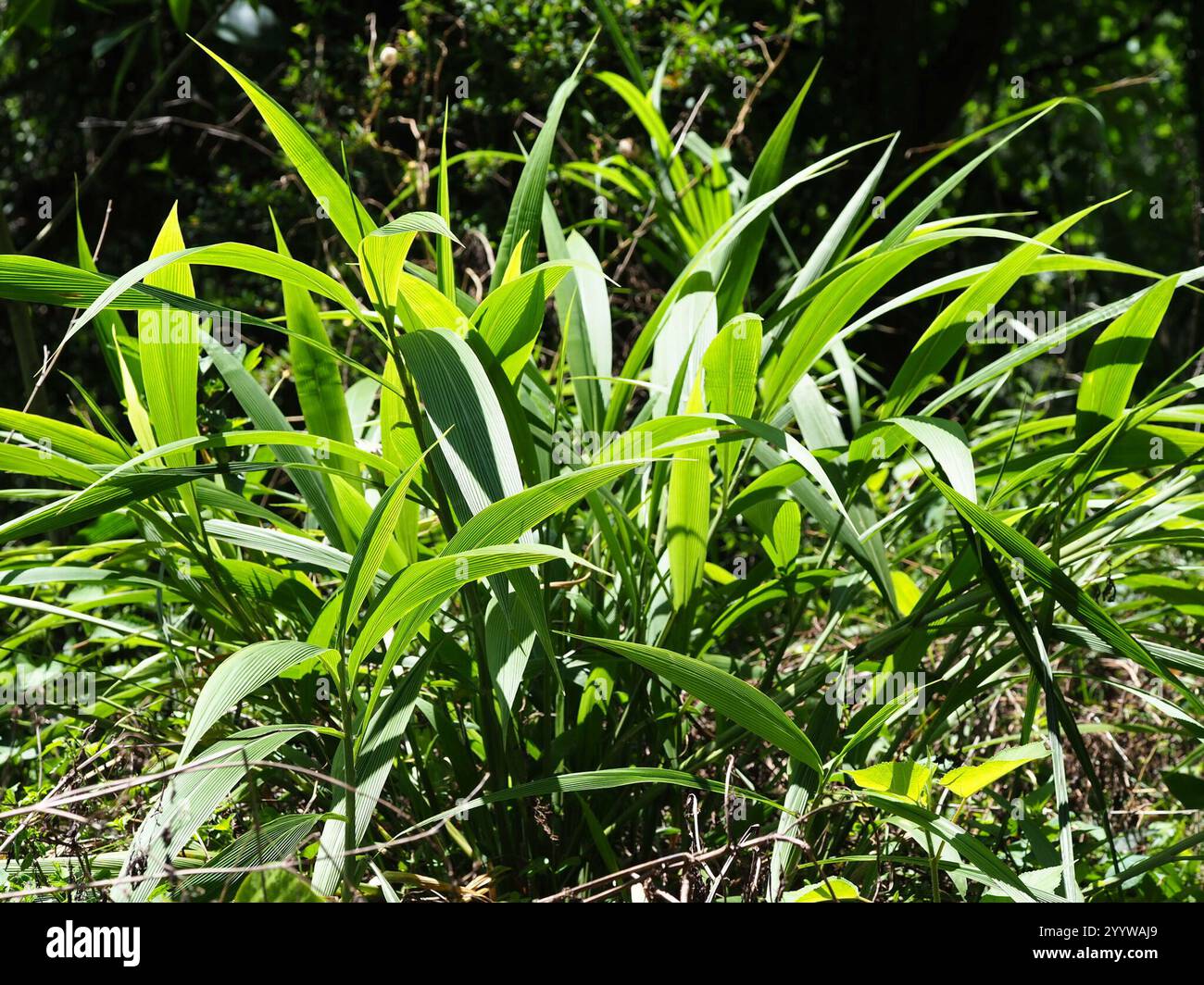 Palmgrass (Setaria palmifolia Stock Photo - Alamy