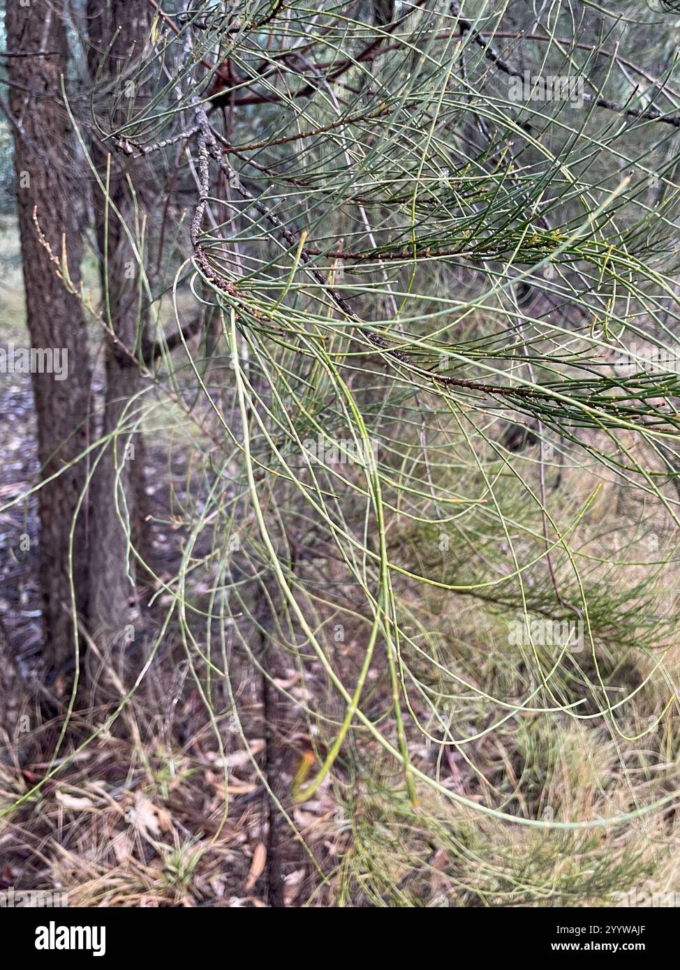 Buloke hi-res stock photography and images - Alamy
