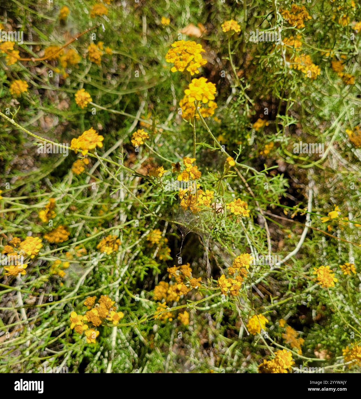 Golden Yarrow (Eriophyllum confertiflorum Stock Photo - Alamy