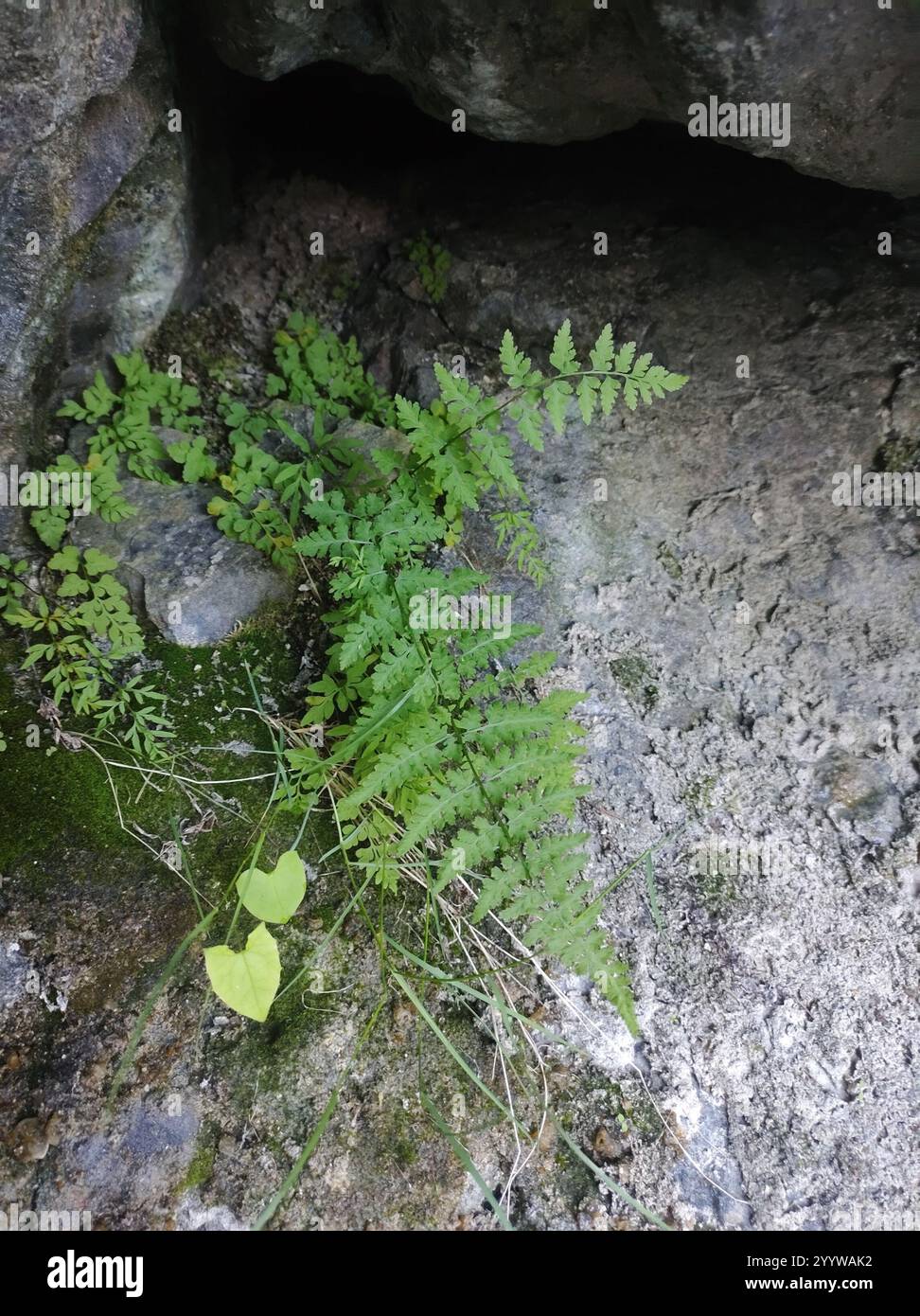 fragile ferns (Cystopteris Stock Photo - Alamy