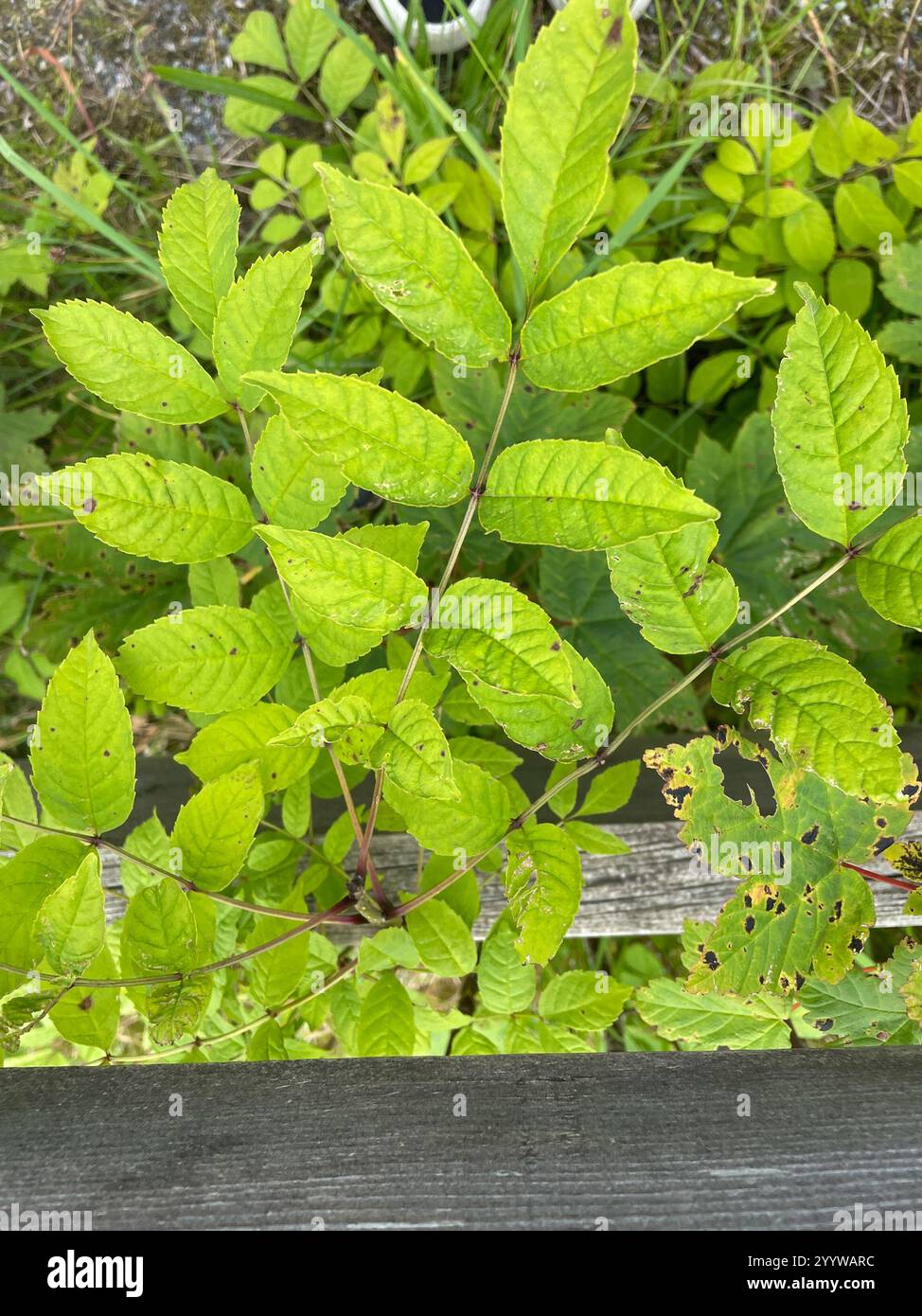 European ash (Fraxinus excelsior Stock Photo - Alamy
