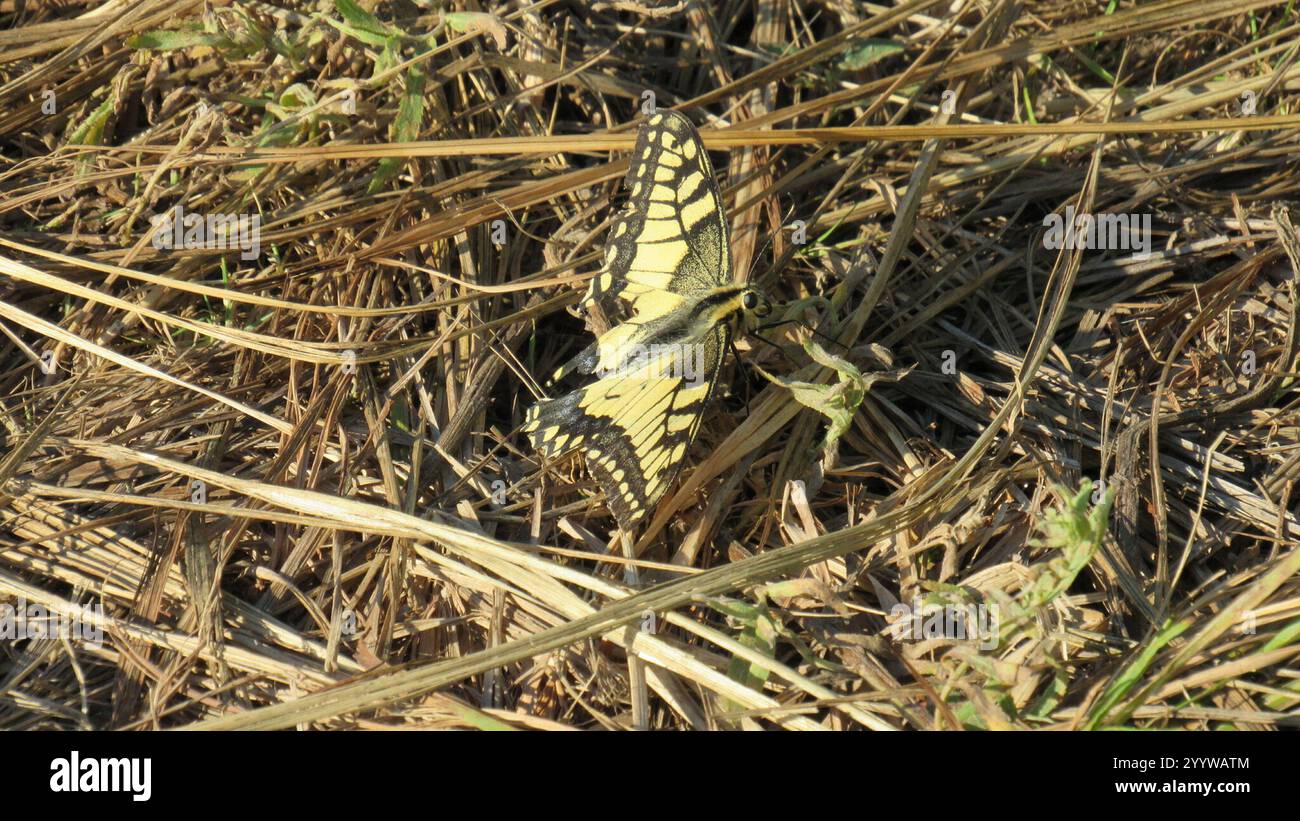 Old World Swallowtail (Papilio machaon Stock Photo - Alamy