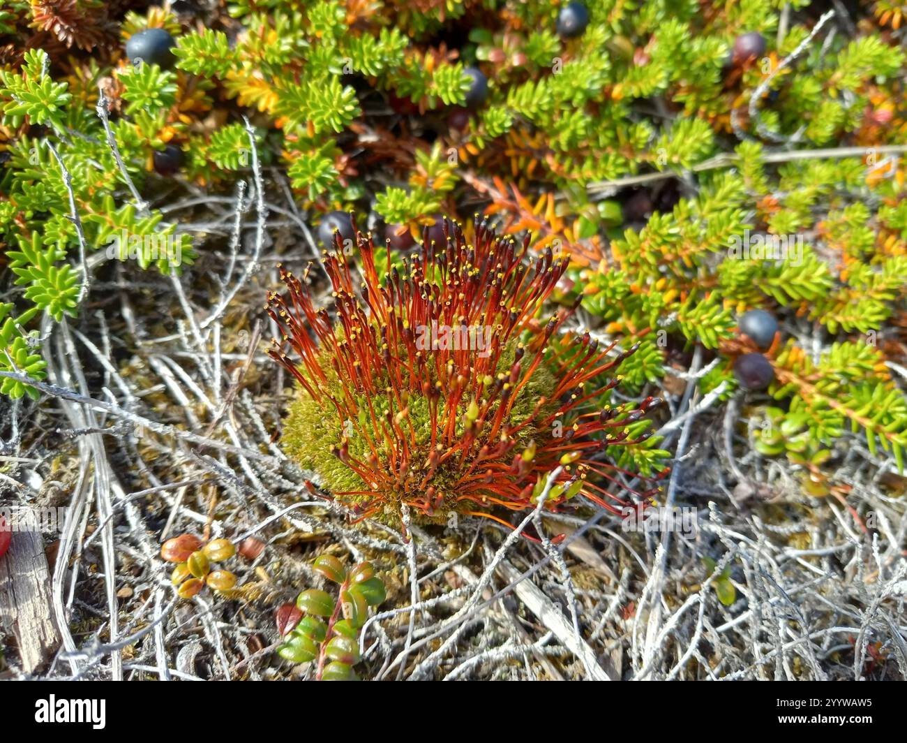 Slender Cruet-moss (Tetraplodon mnioides Stock Photo - Alamy