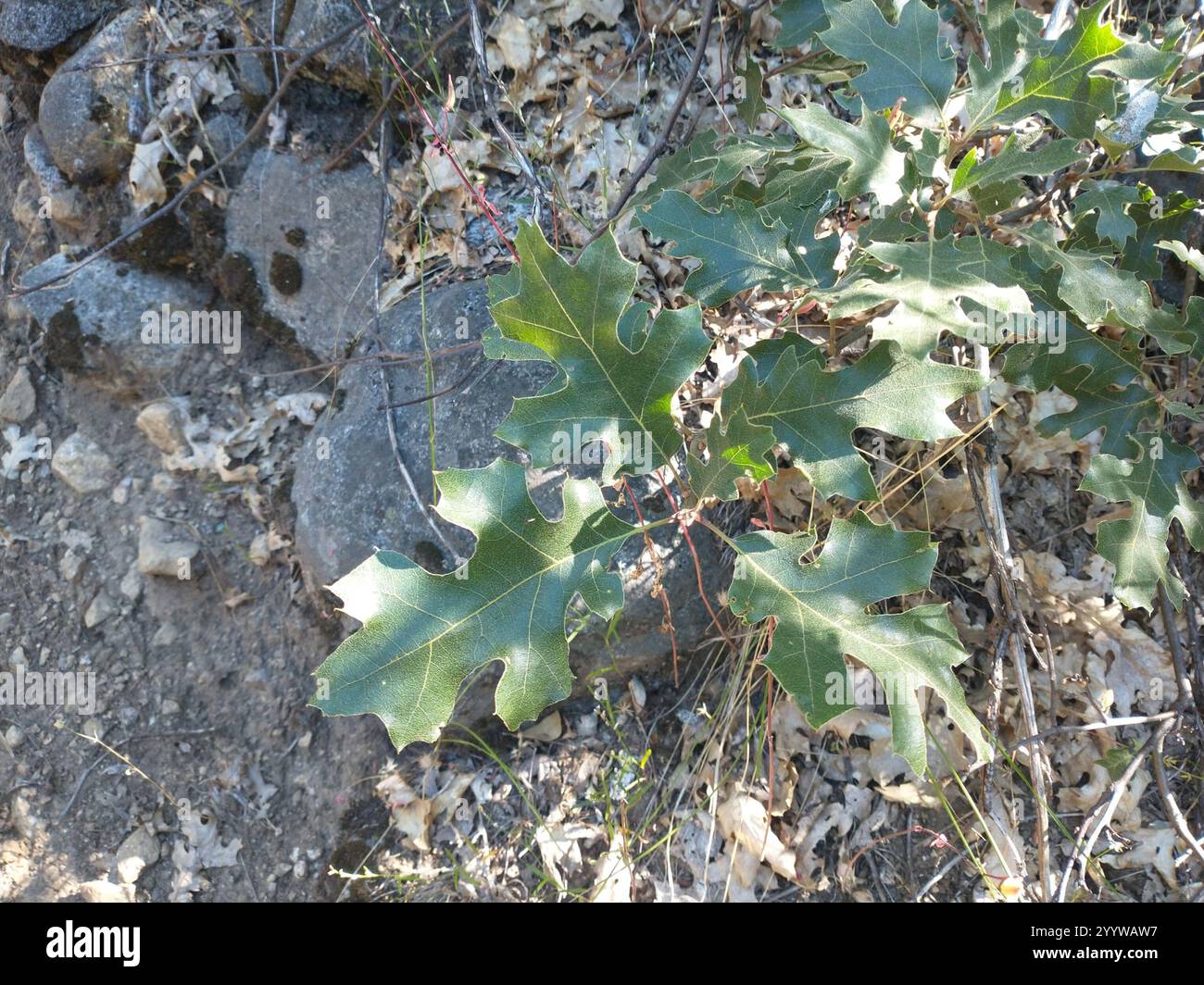 California black oak (Quercus kelloggii Stock Photo - Alamy