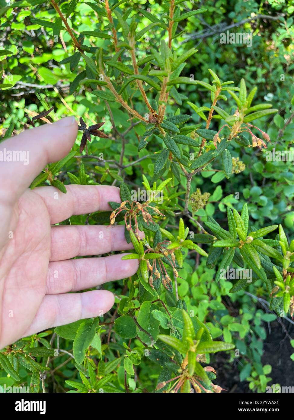 Bog Labrador Tea (Rhododendron groenlandicum Stock Photo - Alamy