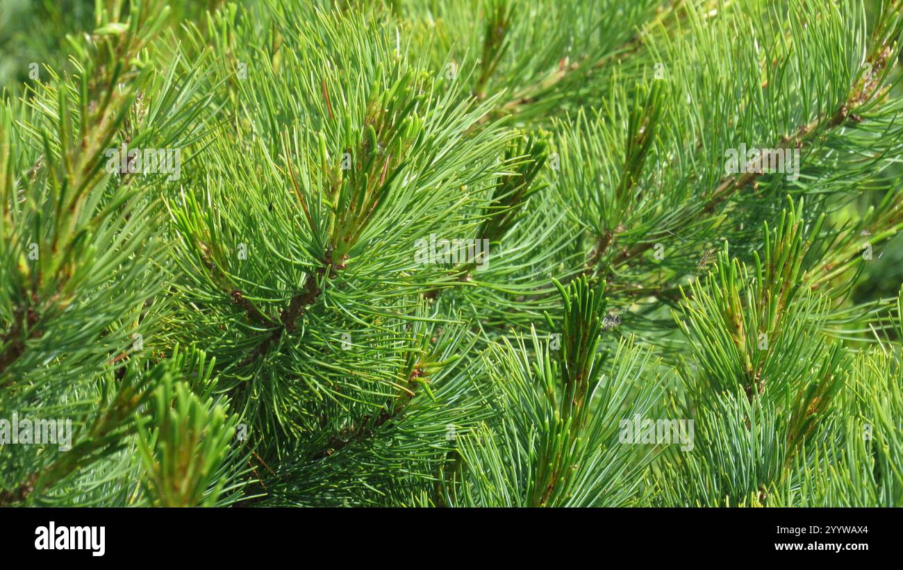 dwarf Siberian pine (Pinus pumila Stock Photo - Alamy