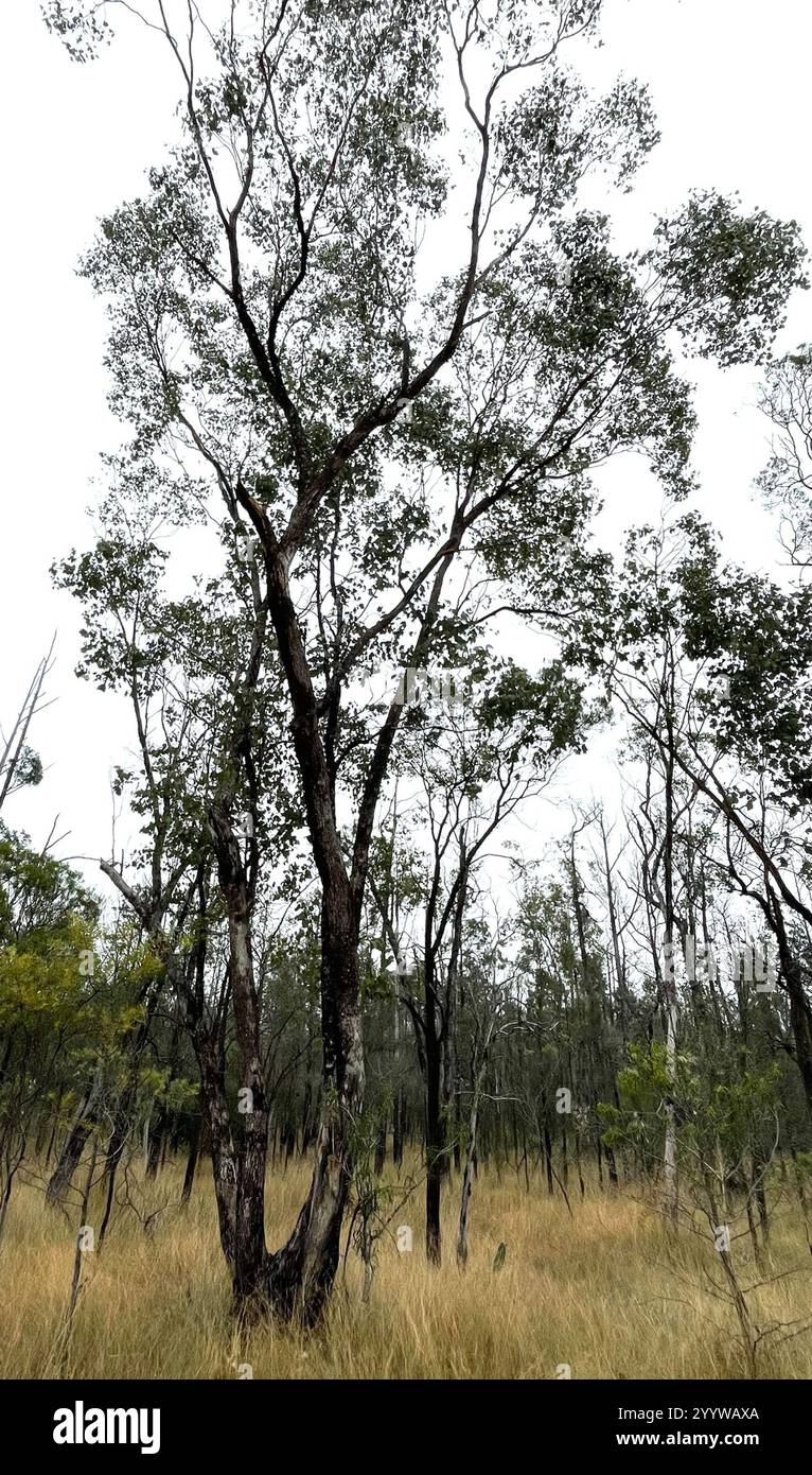 Poplar Box (Eucalyptus populnea Stock Photo - Alamy