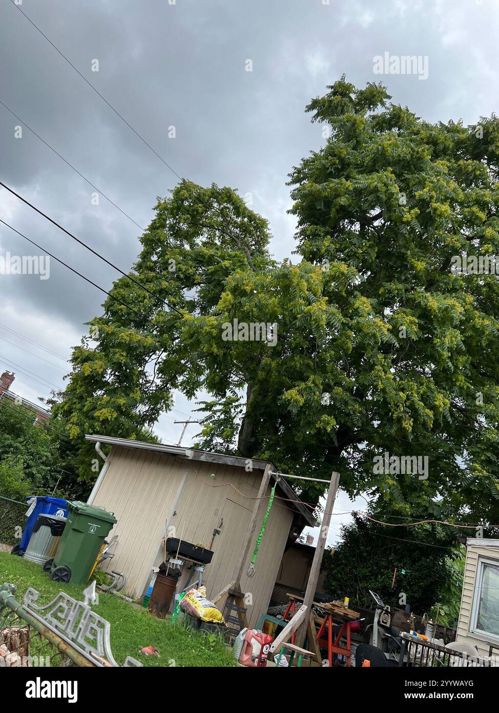 tree-of-heaven (Ailanthus altissima Stock Photo - Alamy