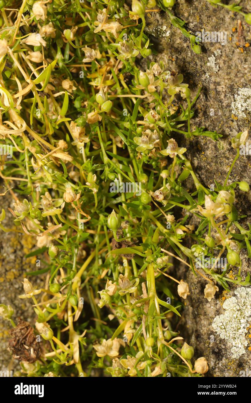 Procumbent Pearlwort (Sagina procumbens Stock Photo - Alamy