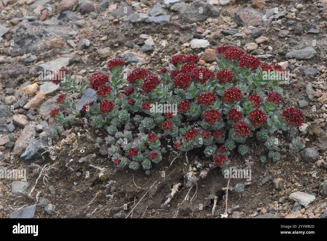 western roseroot (Rhodiola integrifolia Stock Photo - Alamy