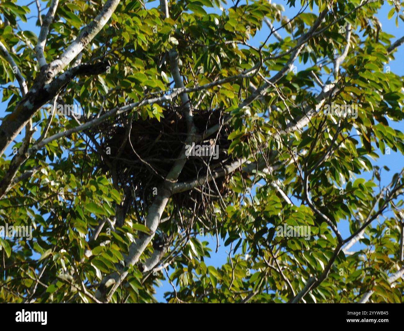 Hawks, Eagles, and Kites (Accipitridae Stock Photo - Alamy