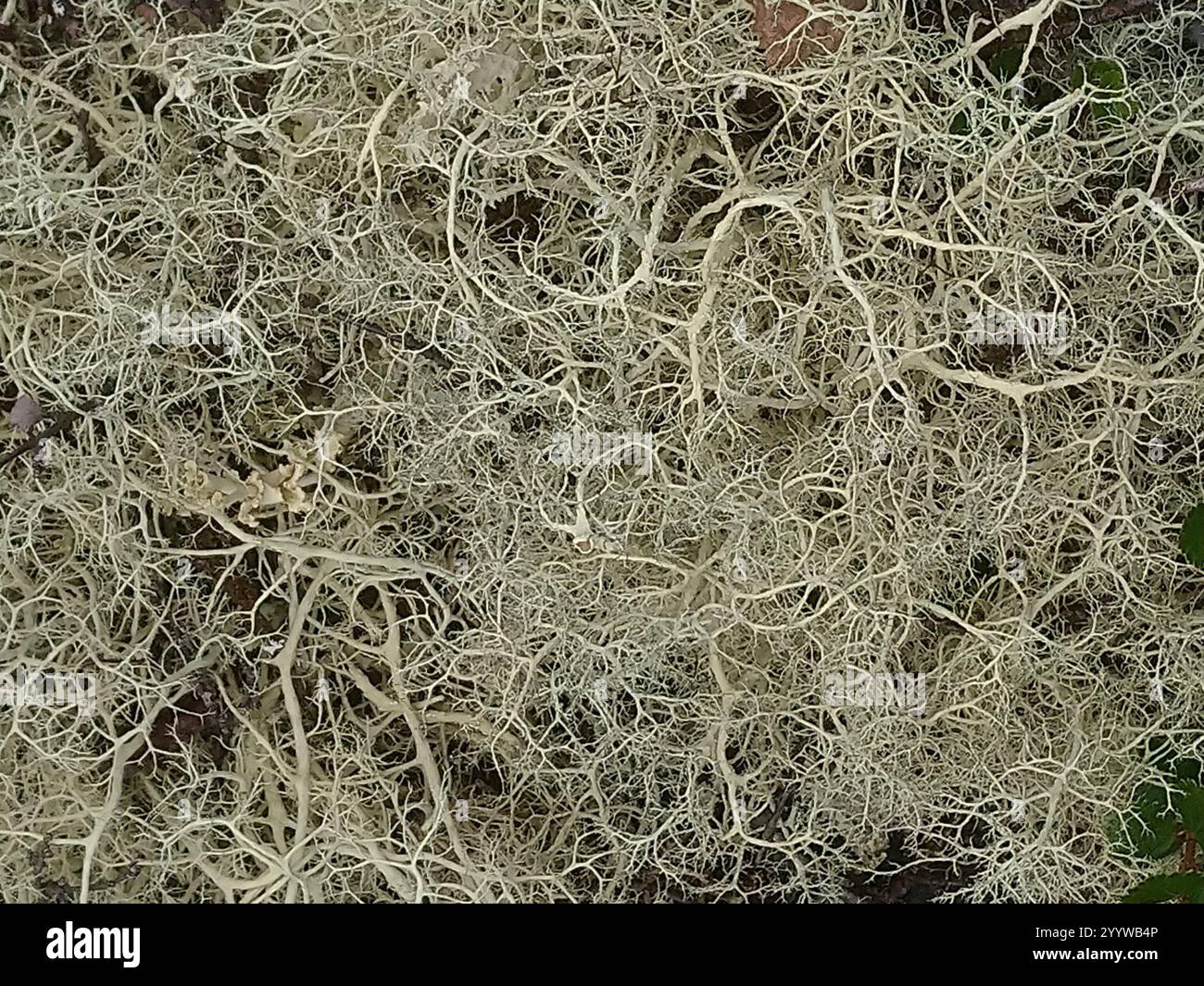 Green Witch's Hair (Alectoria ochroleuca Stock Photo - Alamy