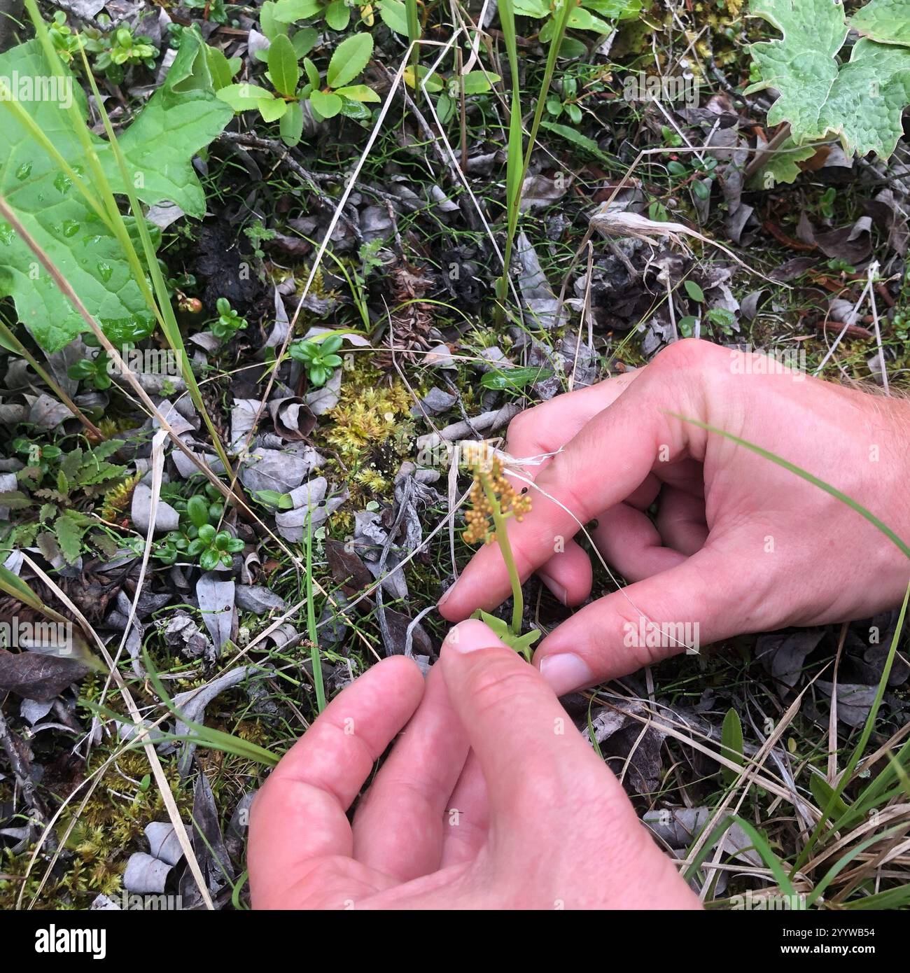 The common moonwort hi-res stock photography and images - Alamy