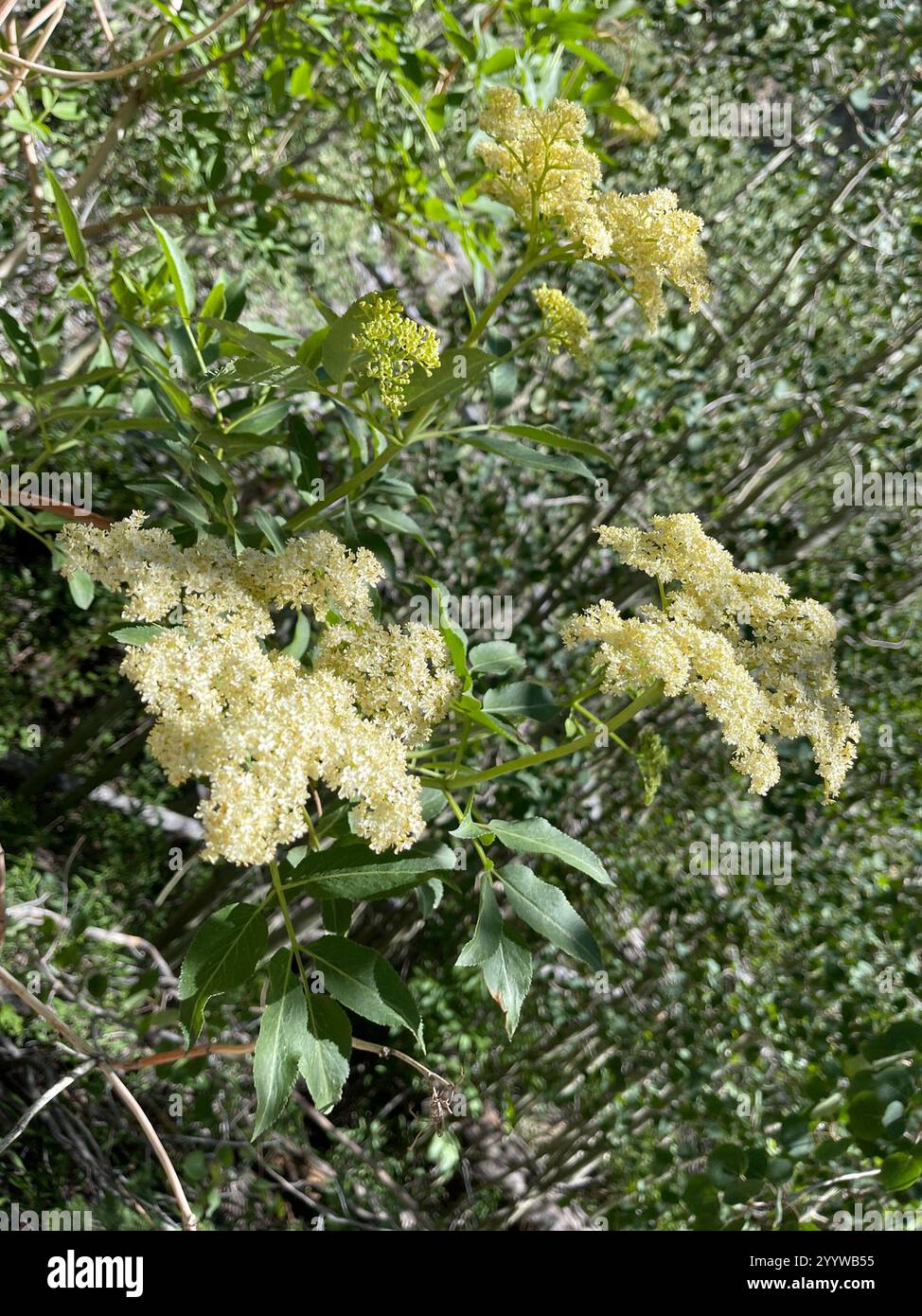 blue elder (Sambucus cerulea Stock Photo - Alamy
