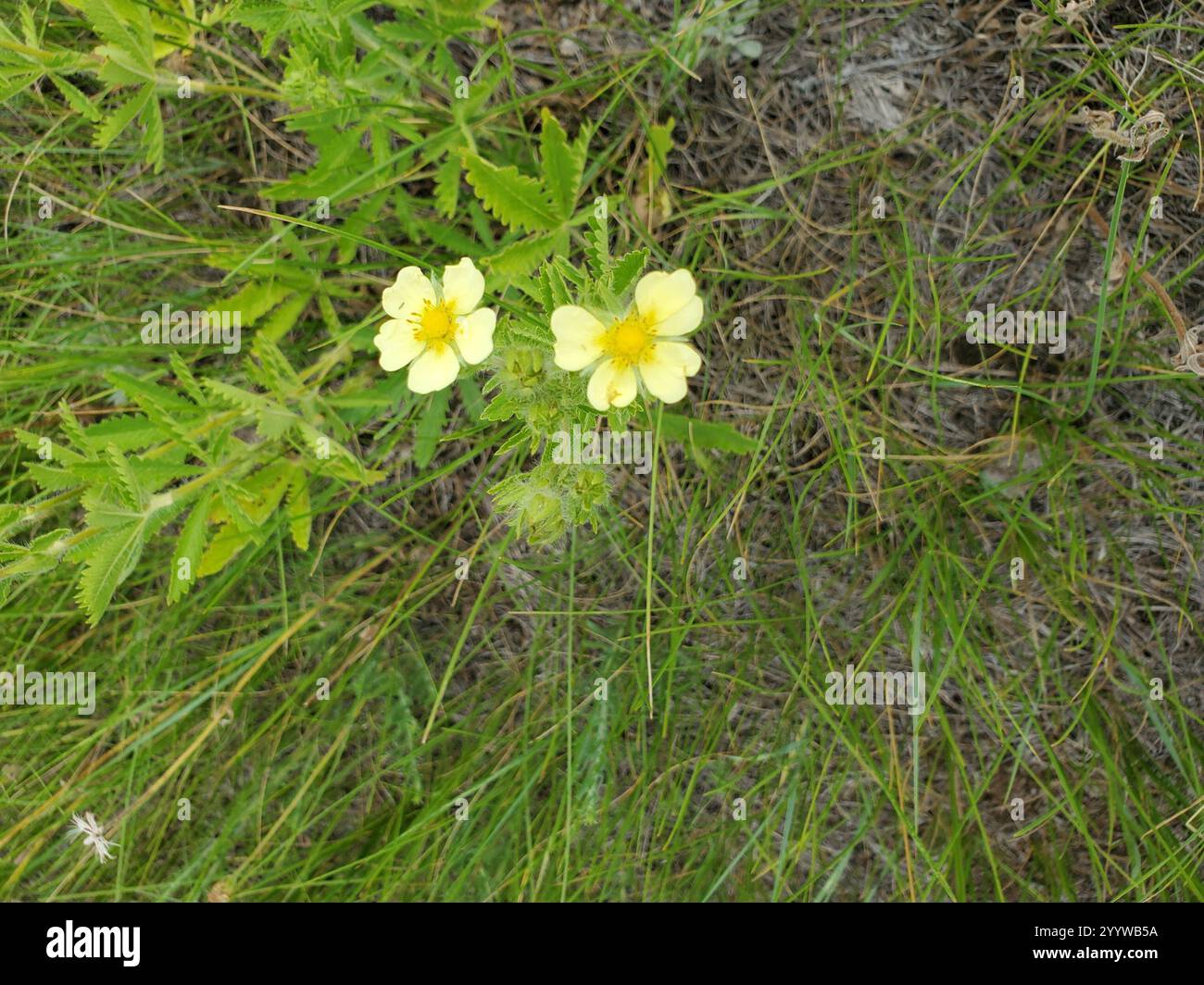 sulphur cinquefoil (Potentilla recta Stock Photo - Alamy