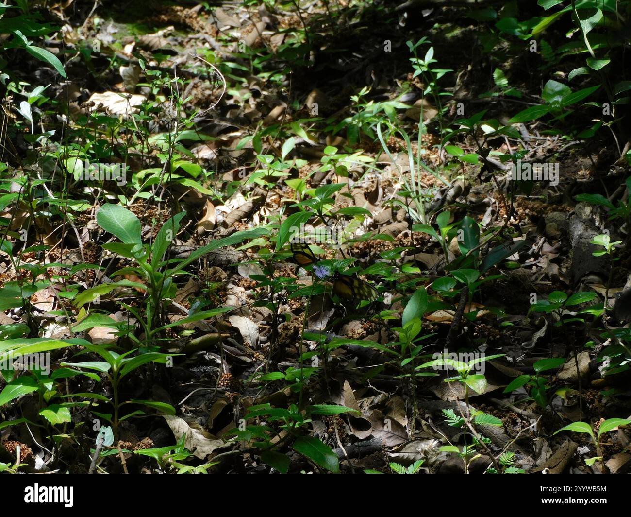 Milkweed Butterflies (Danainae Stock Photo - Alamy