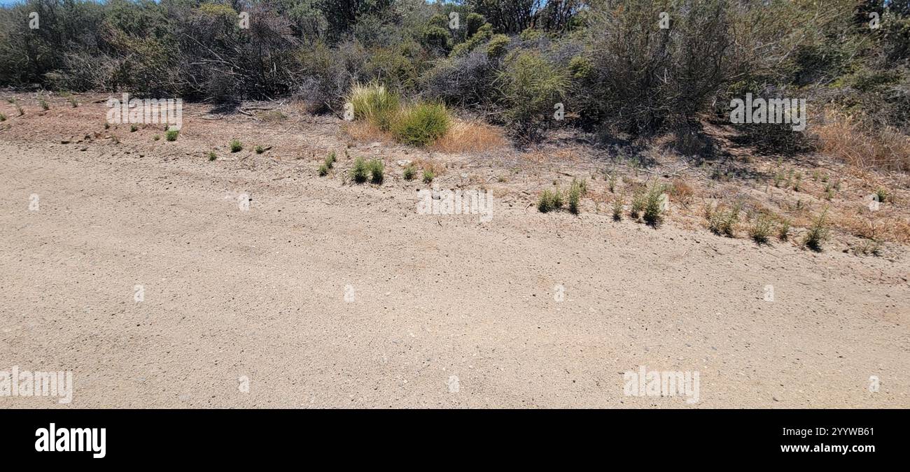 Stinkwort dittrichia graveolens hi-res stock photography and images - Alamy