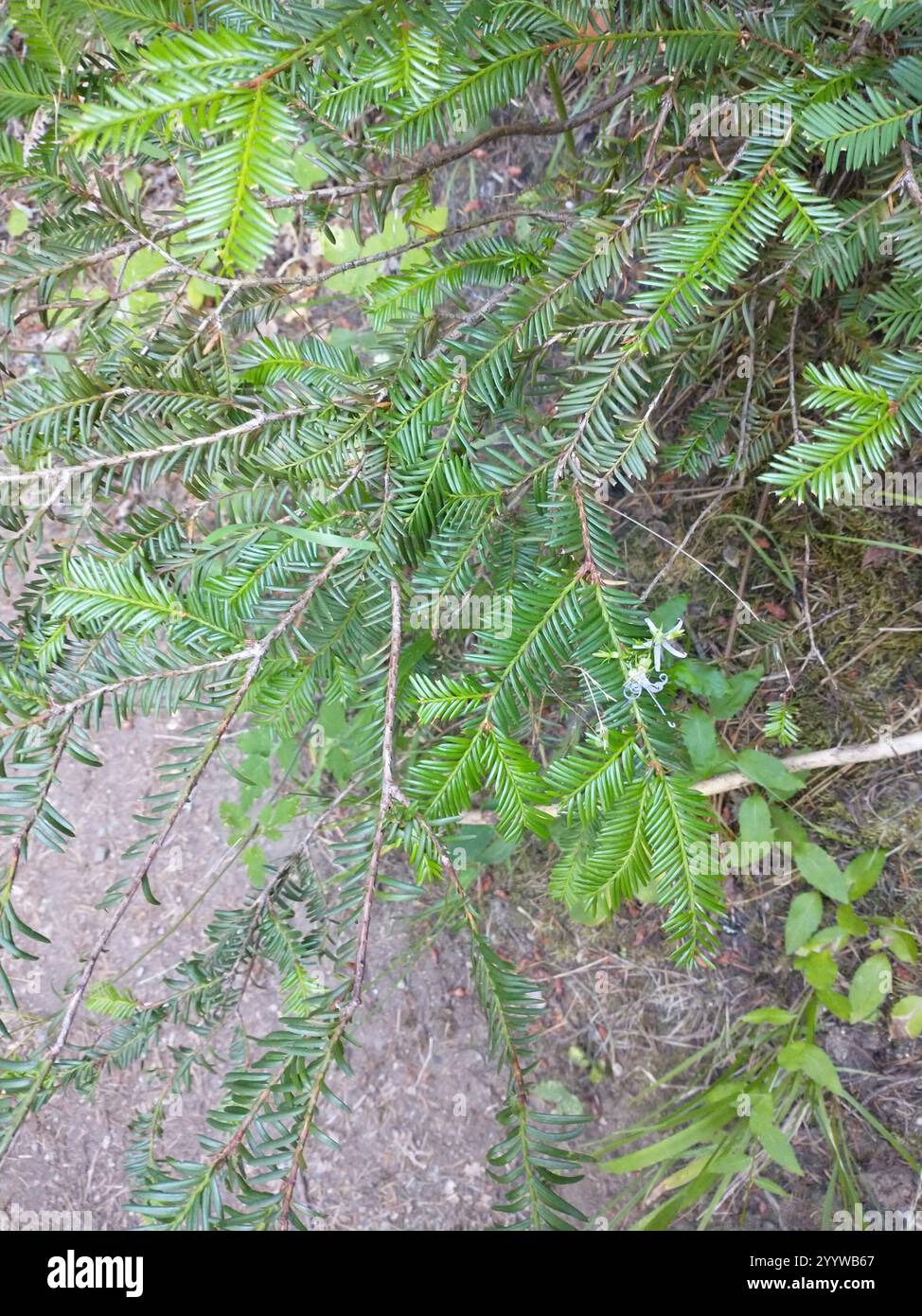 Pacific yew (Taxus brevifolia Stock Photo - Alamy