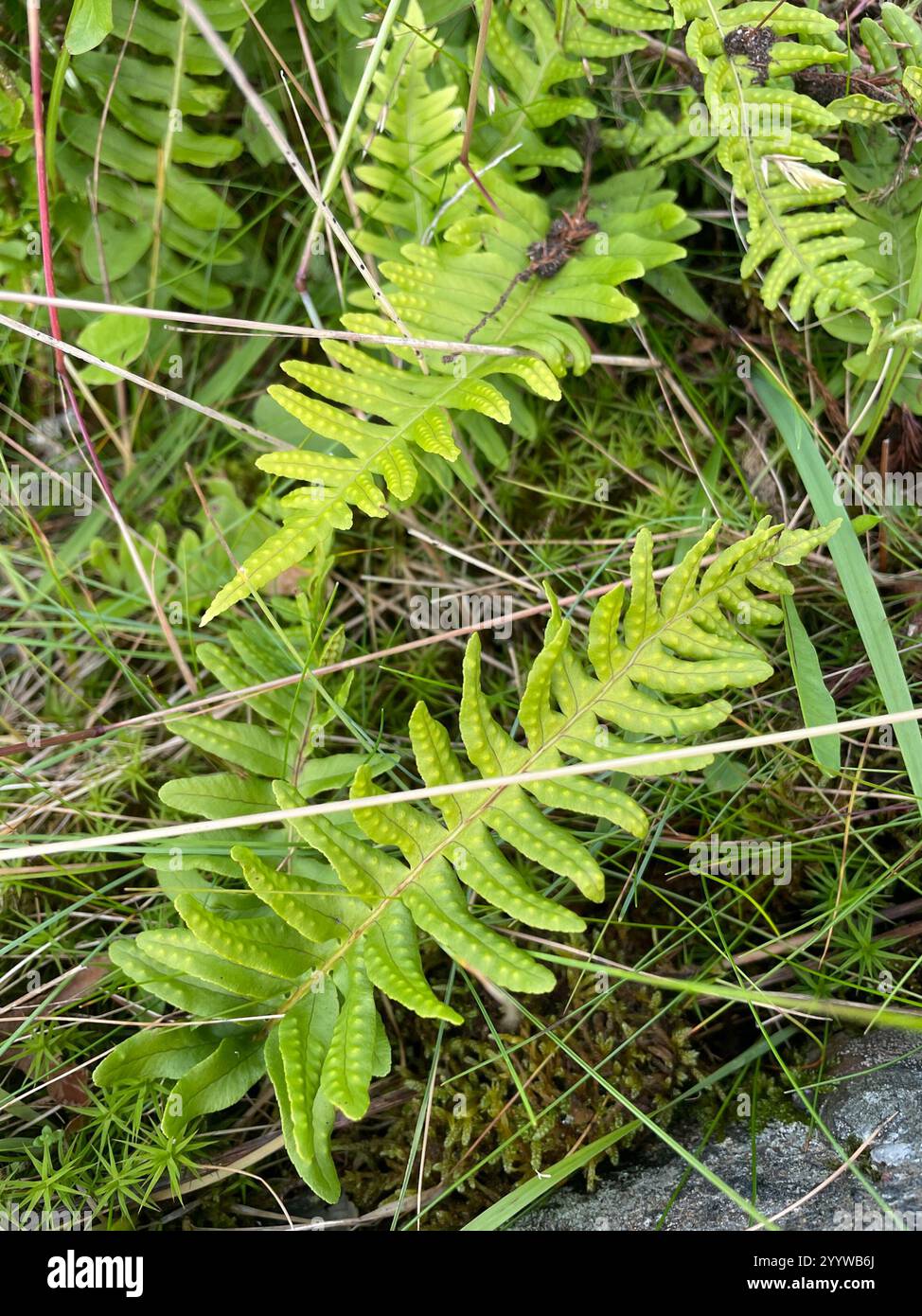 common polypody (Polypodium vulgare Stock Photo - Alamy