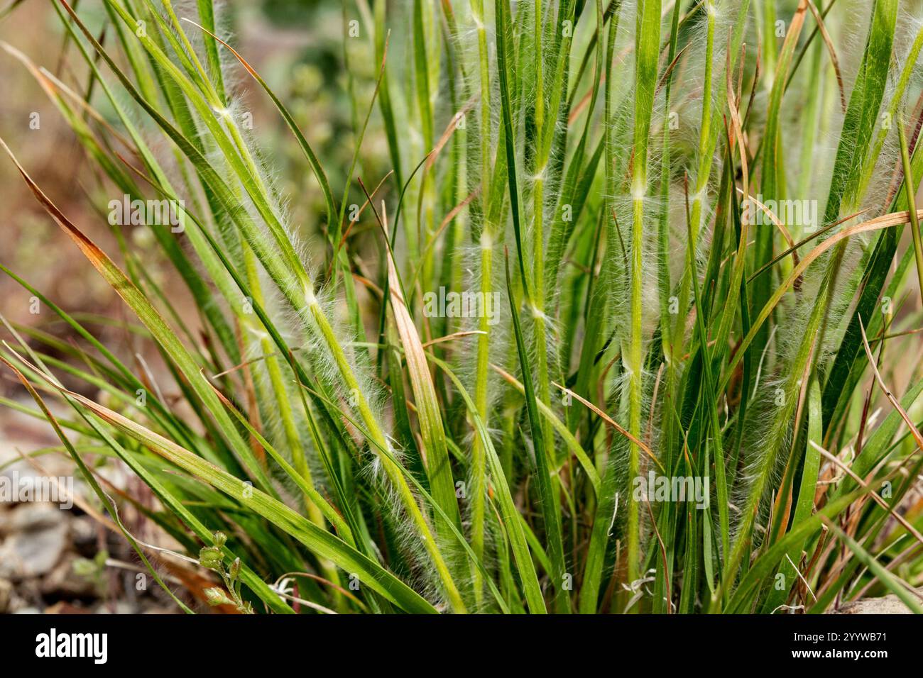 one-spike oat grass (Danthonia unispicata Stock Photo - Alamy