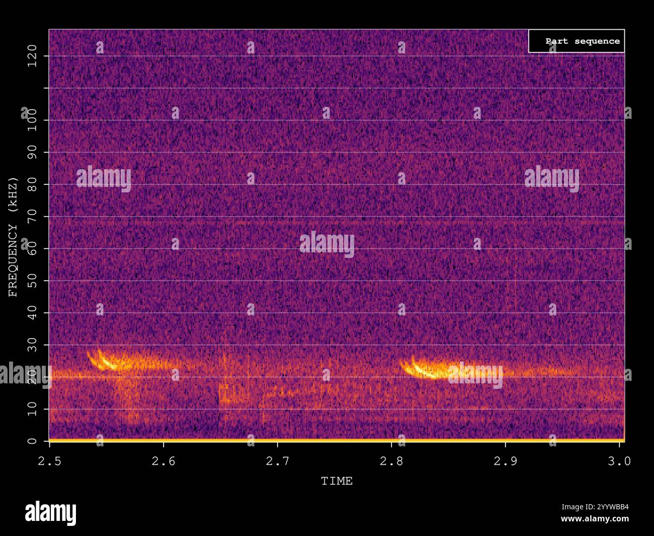 Common Noctule (Nyctalus noctula Stock Photo - Alamy