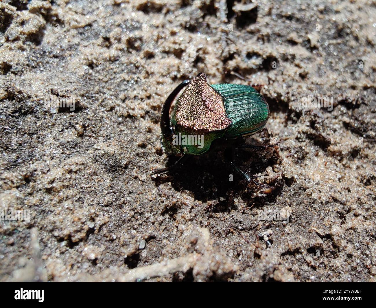 Rainbow Scarab (Phanaeus vindex Stock Photo - Alamy