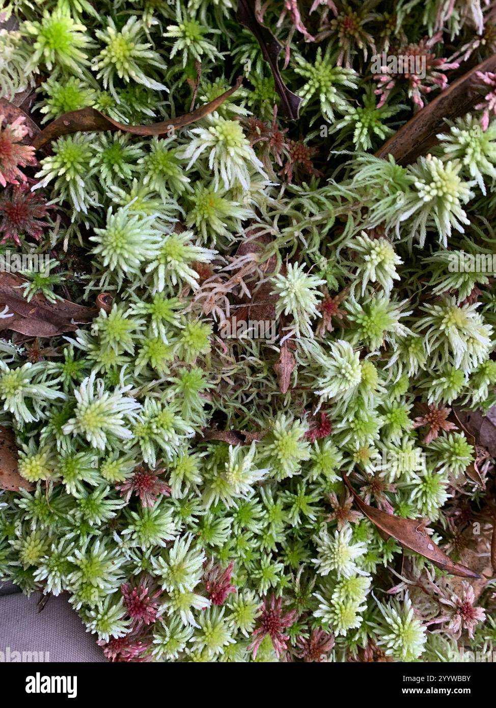 Sphagnum Moss Family (Sphagnaceae Stock Photo - Alamy