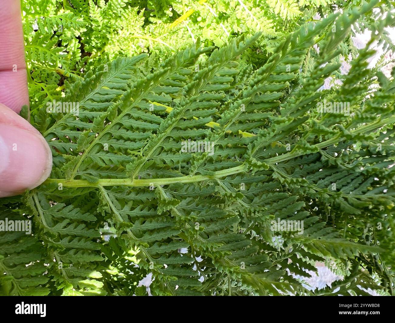American Alpine Lady Fern (Athyrium americanum Stock Photo - Alamy