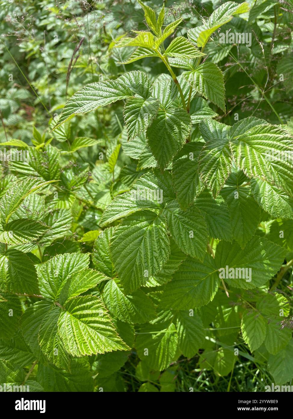 red raspberry (Rubus idaeus Stock Photo - Alamy