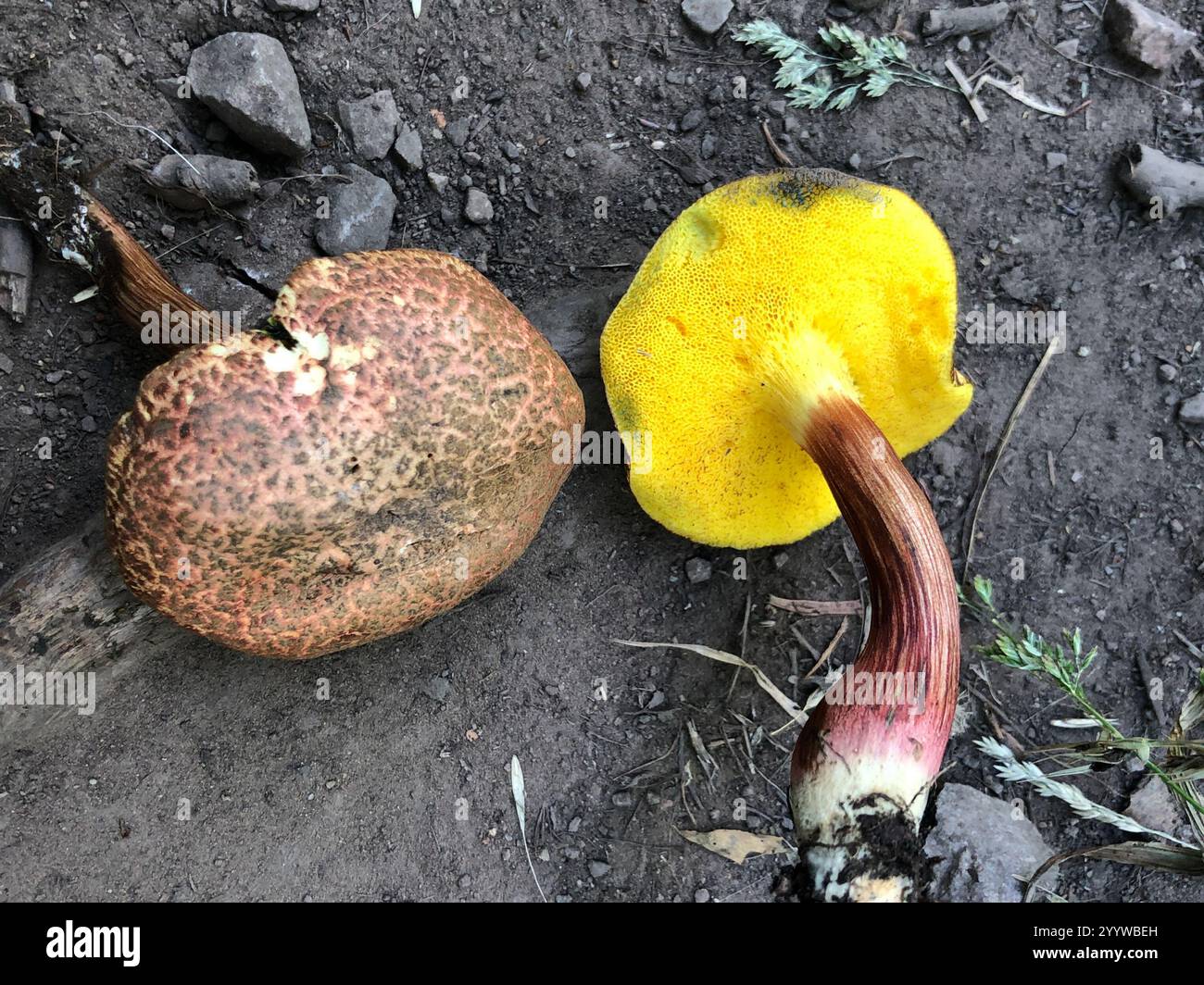 Red-cracking Bolete (Xerocomellus chrysenteron Stock Photo - Alamy