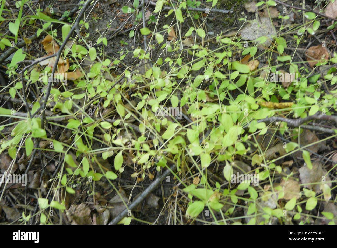 Three-nerved Sandwort (Moehringia trinervia Stock Photo - Alamy