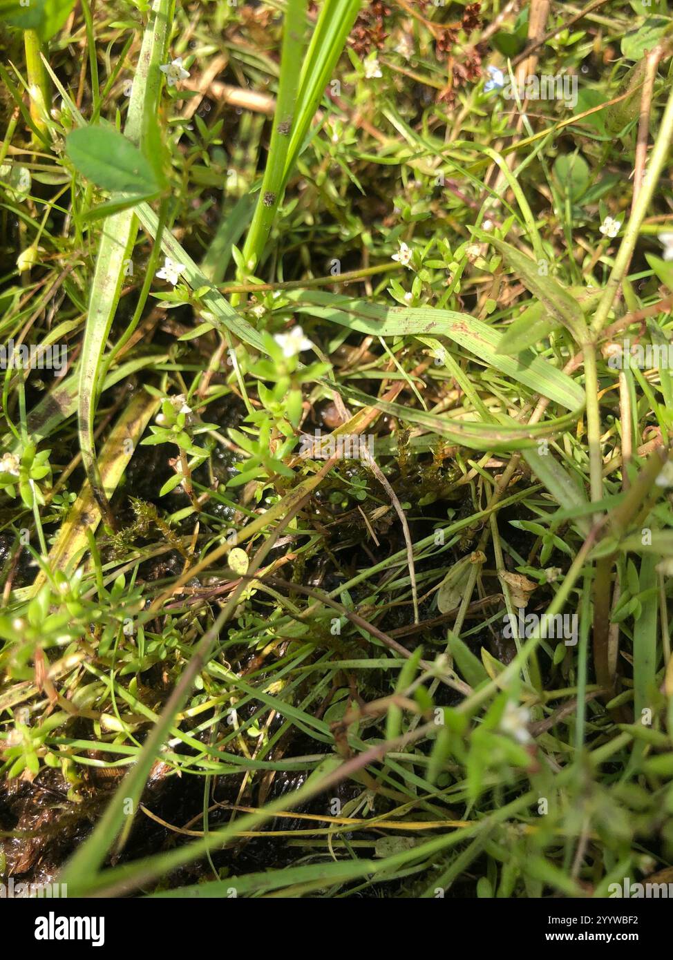 New Zealand pygmyweed (Crassula helmsii Stock Photo - Alamy