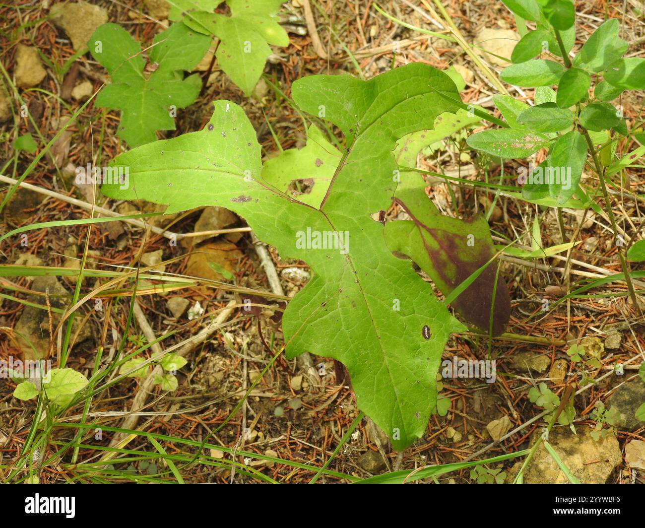 white rattlesnake root (Nabalus albus Stock Photo - Alamy
