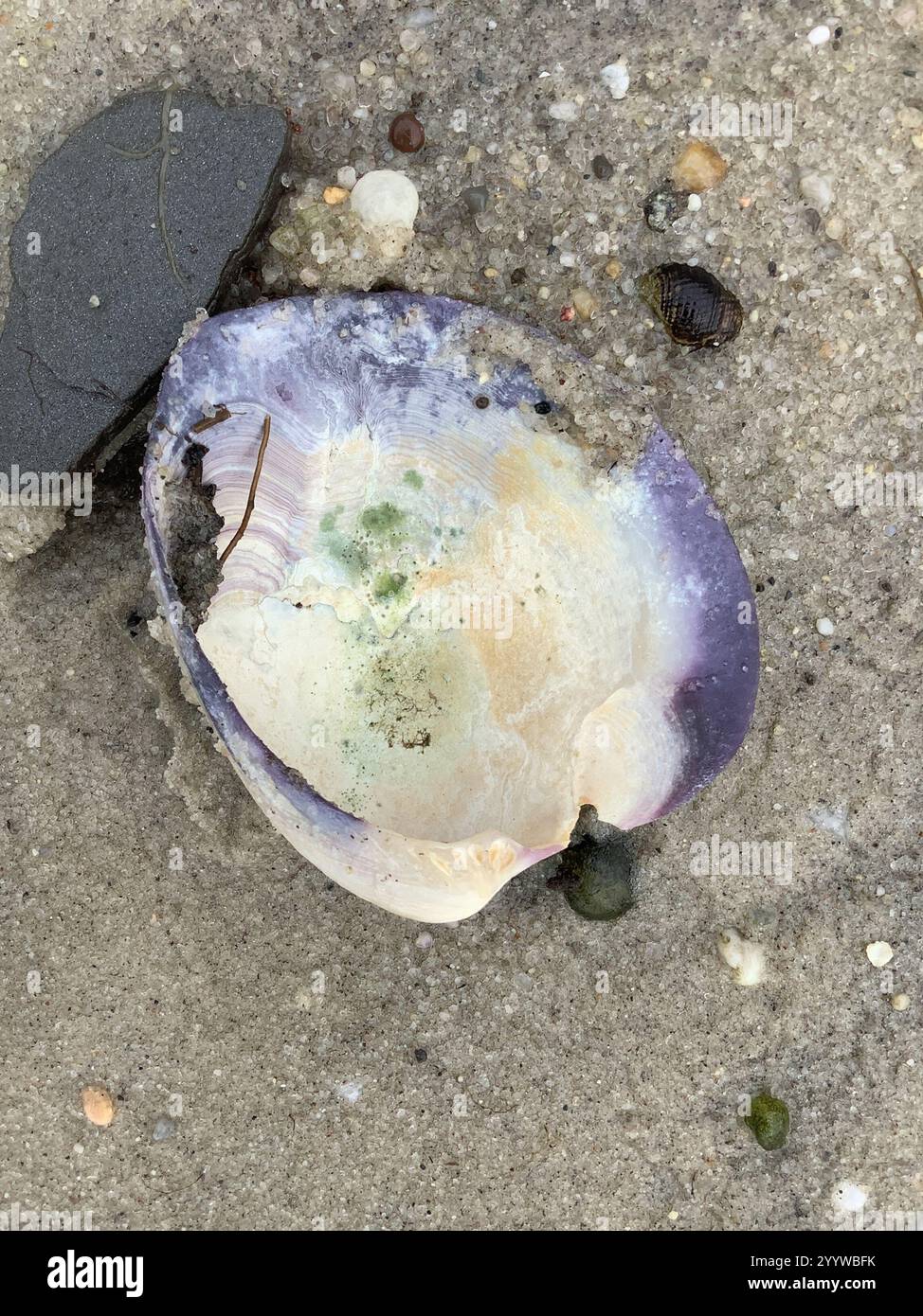Northern Quahog (Mercenaria mercenaria Stock Photo - Alamy