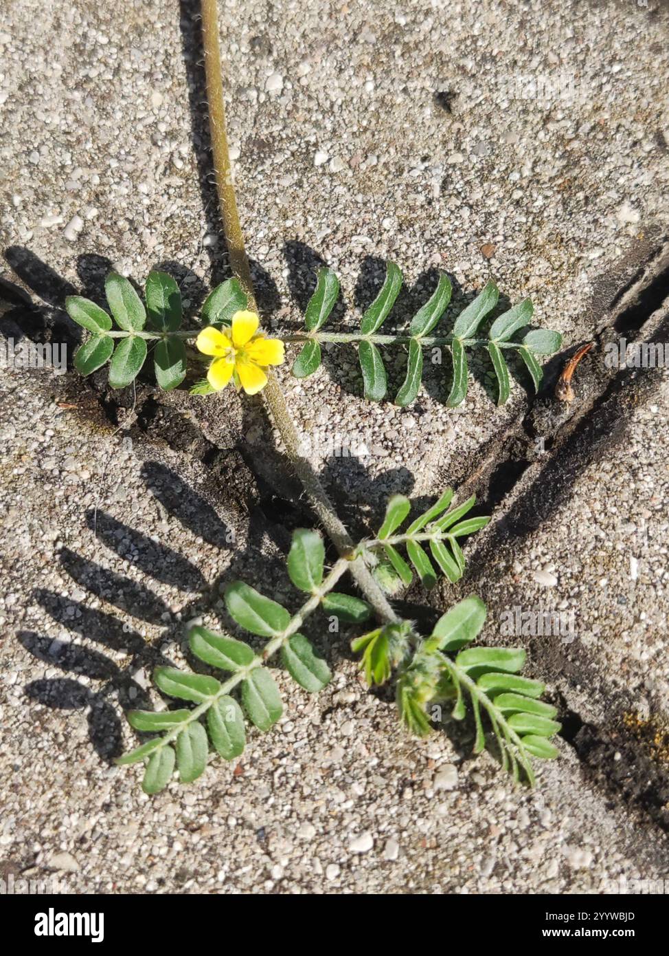 Puncture vine hi-res stock photography and images - Alamy