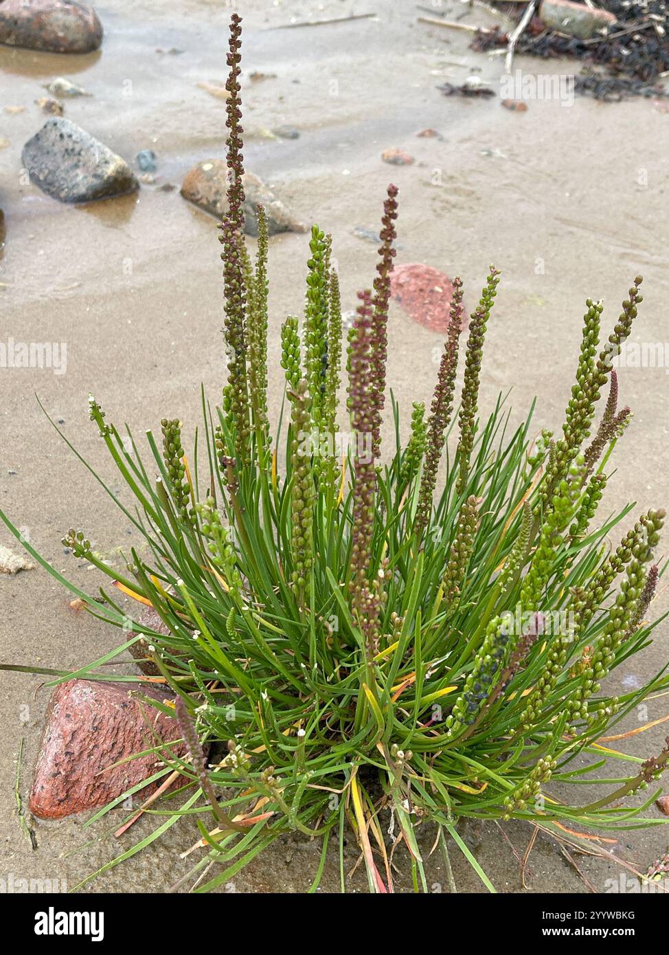 common arrowgrass (Triglochin maritima Stock Photo - Alamy