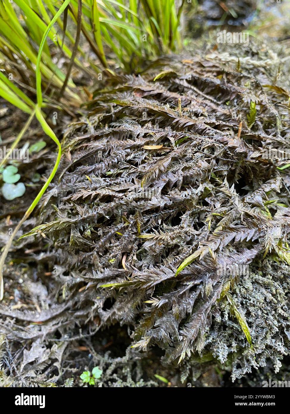 Fontinalis antipyretica willow moss hi-res stock photography and images ...