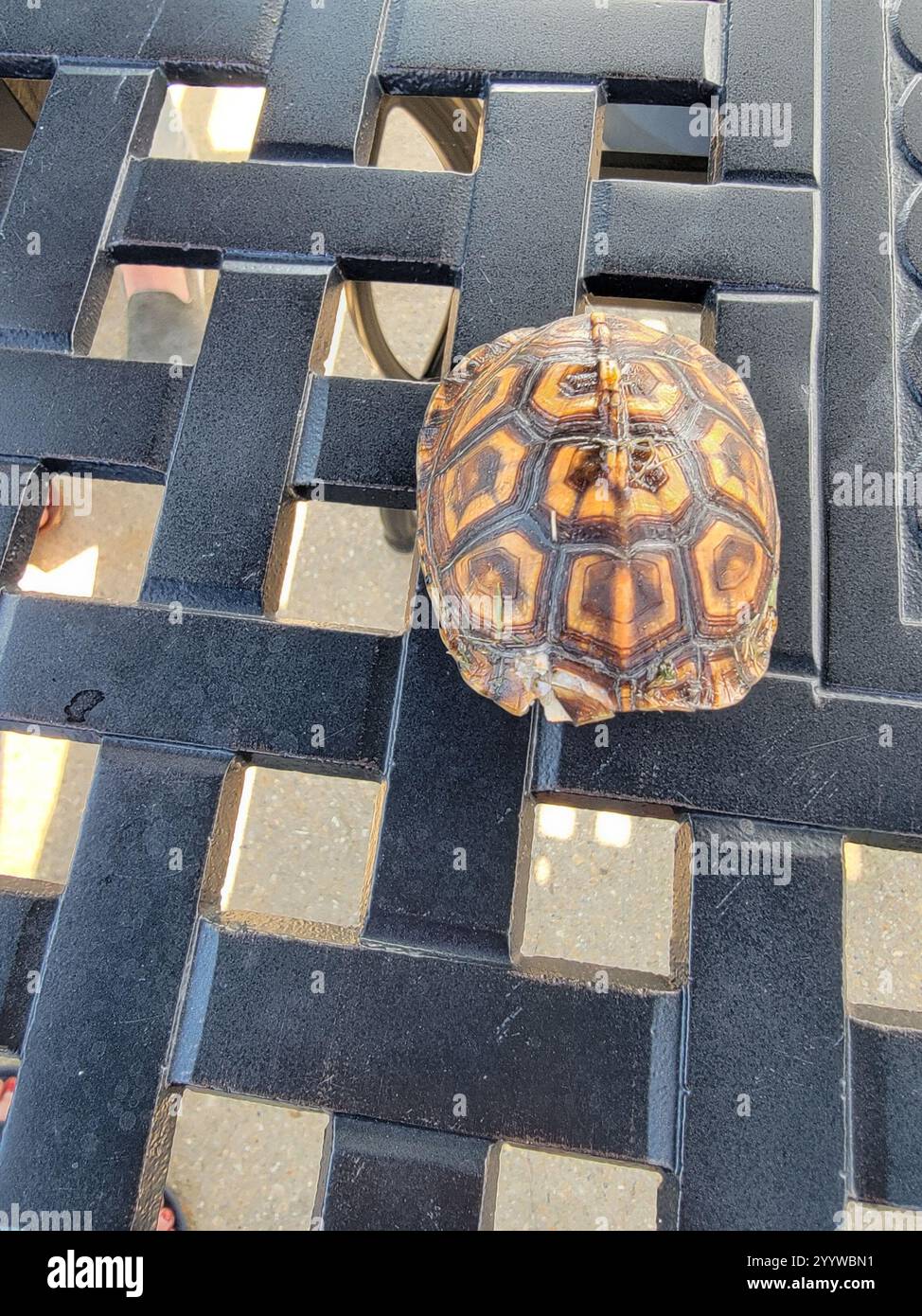 Eastern Box Turtle (Terrapene carolina carolina Stock Photo - Alamy