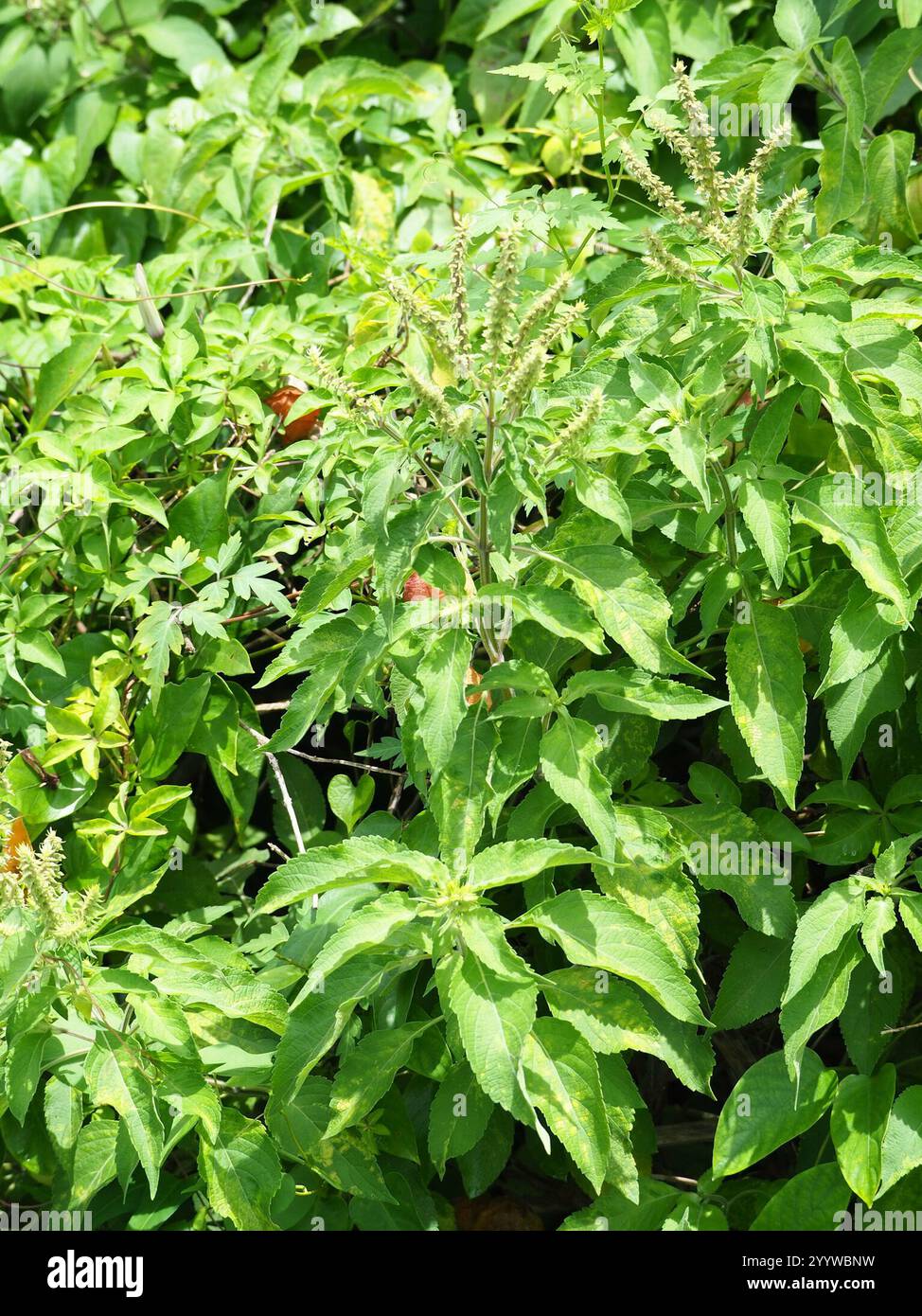 African Basil (Ocimum gratissimum Stock Photo - Alamy