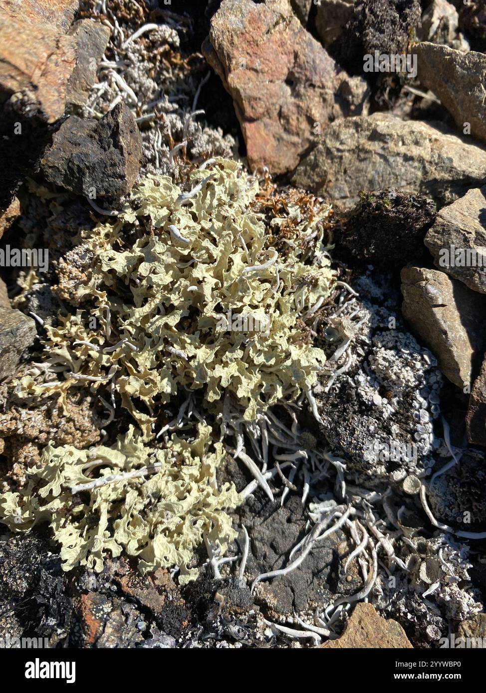 Snow Lichens (Flavocetraria Stock Photo - Alamy