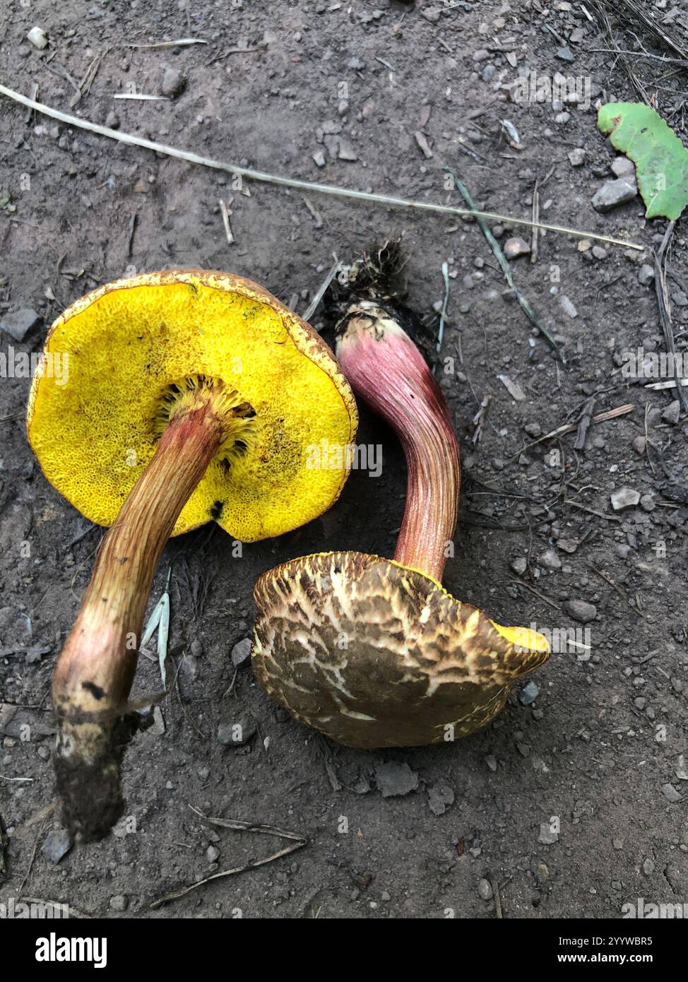 Red-cracking Bolete (Xerocomellus chrysenteron Stock Photo - Alamy