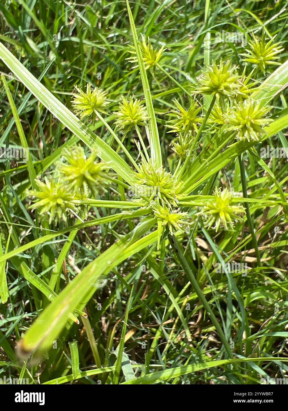 Baldwin's Flatsedge (Cyperus croceus Stock Photo - Alamy