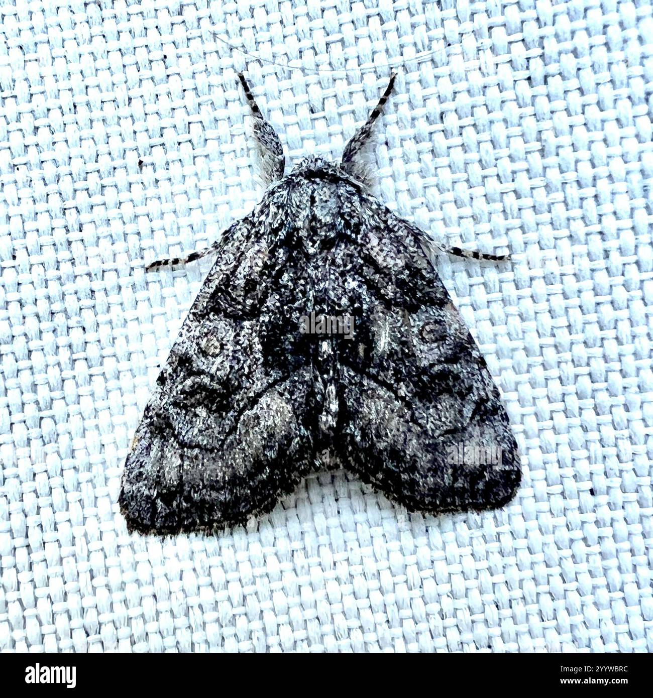 Brother Moth (Raphia frater Stock Photo - Alamy