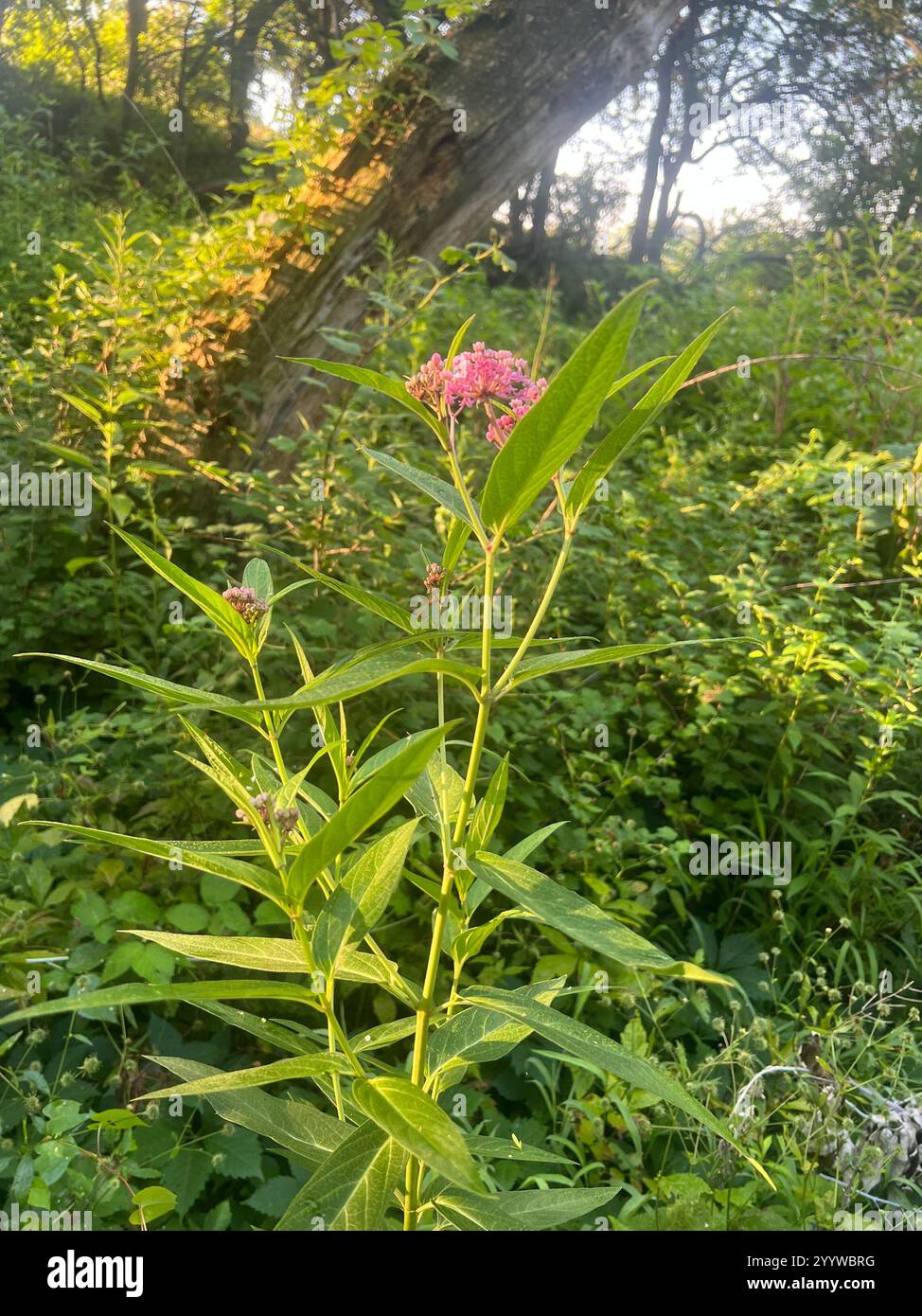 swamp milkweed (Asclepias incarnata Stock Photo - Alamy