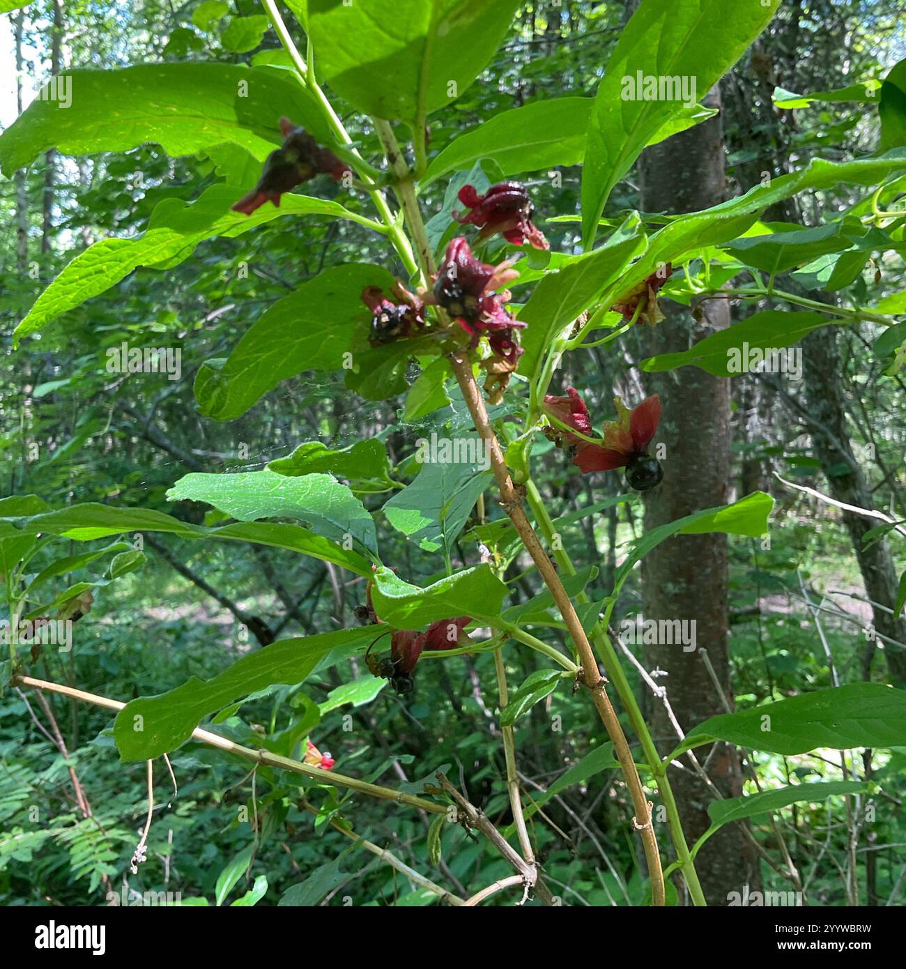 twinberry honeysuckle (Lonicera involucrata Stock Photo - Alamy