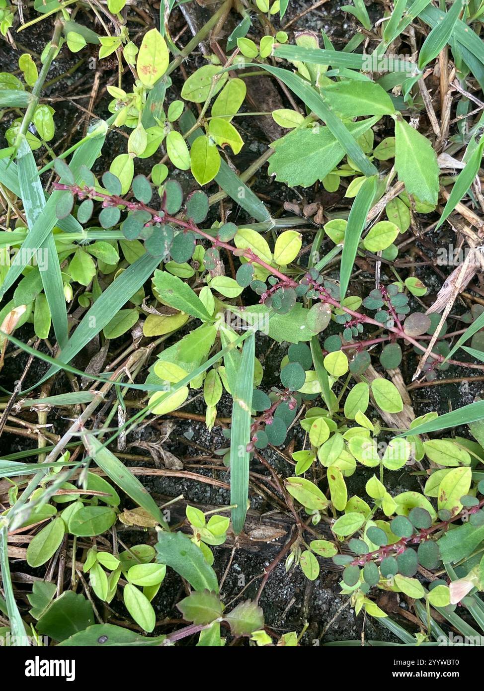prostrate sandmat (Euphorbia prostrata Stock Photo - Alamy