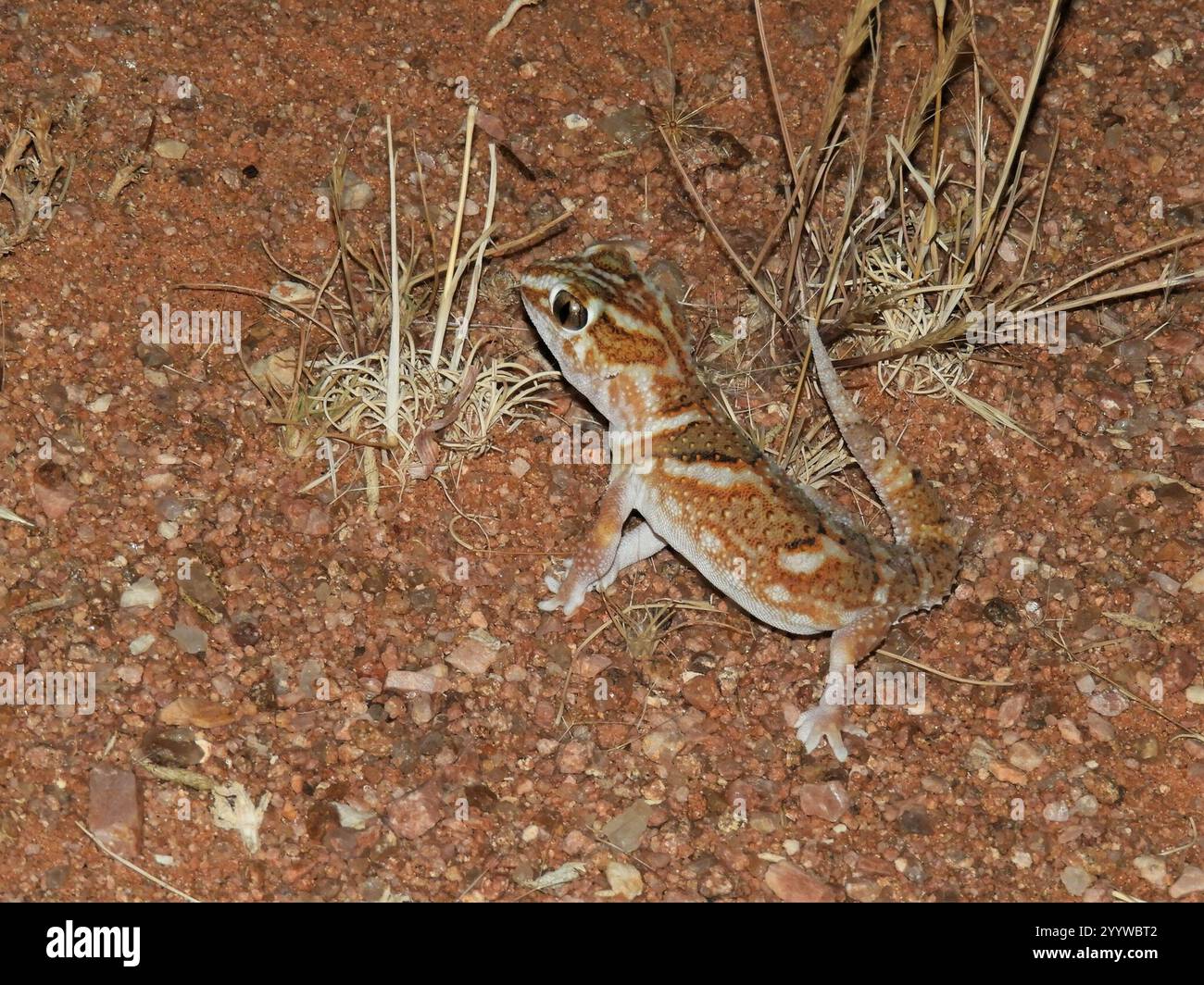 Namib Giant Ground Gecko (Chondrodactylus angulifer Stock Photo - Alamy