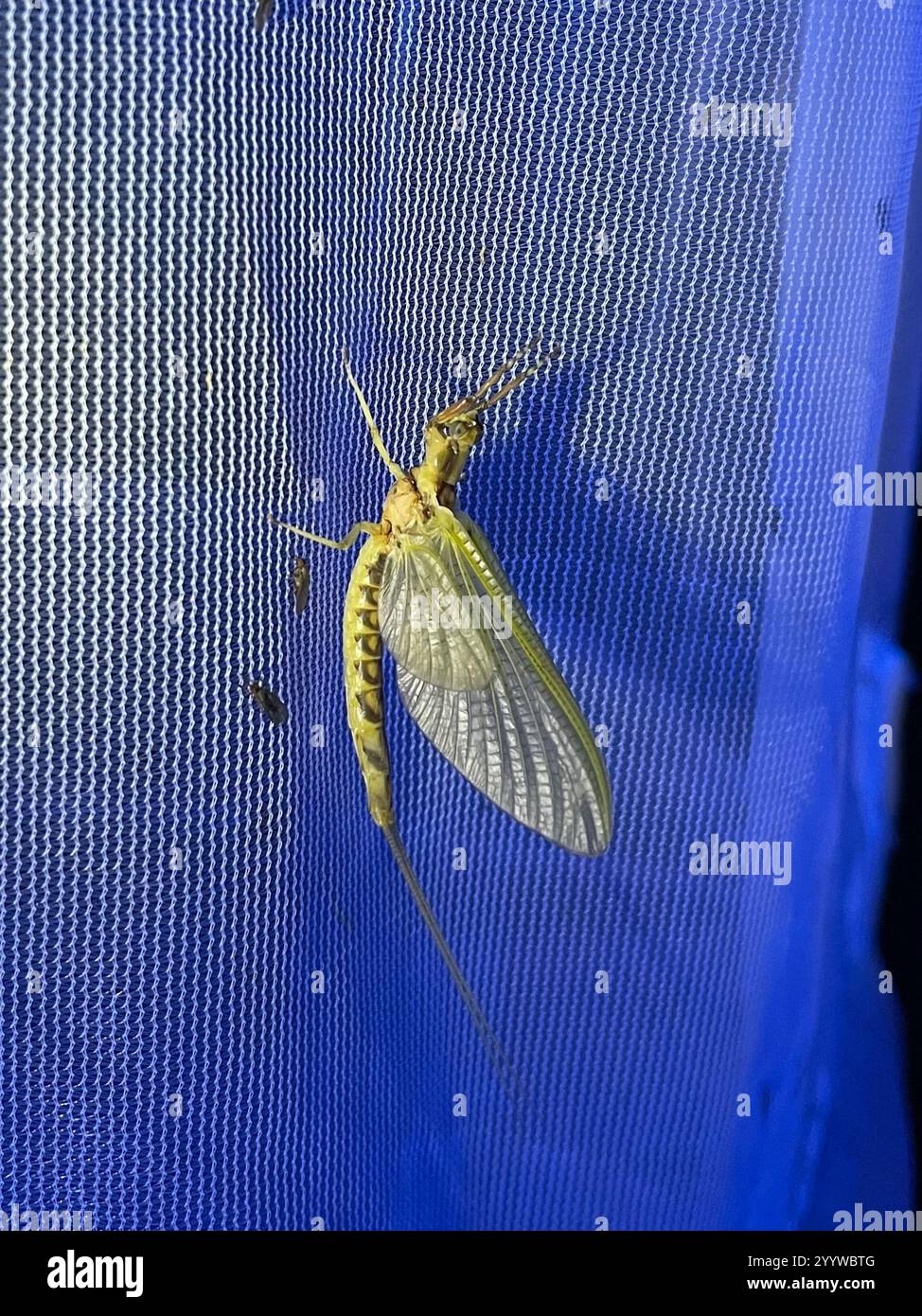 Giant Mayfly (Hexagenia limbata Stock Photo - Alamy