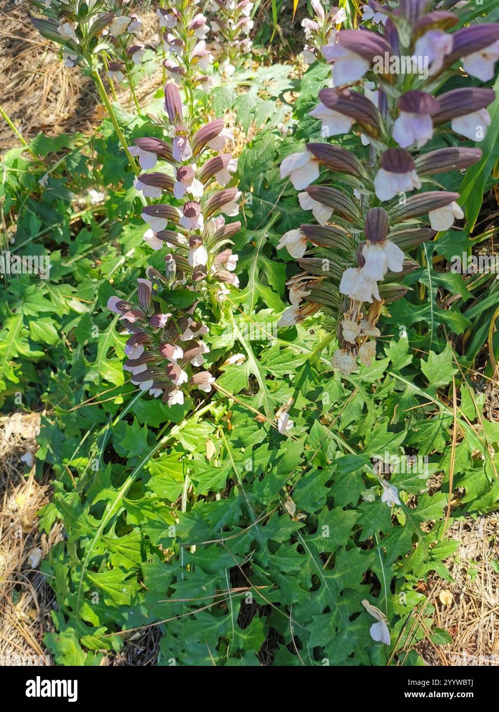 Bear's breeches (Acanthus mollis Stock Photo - Alamy